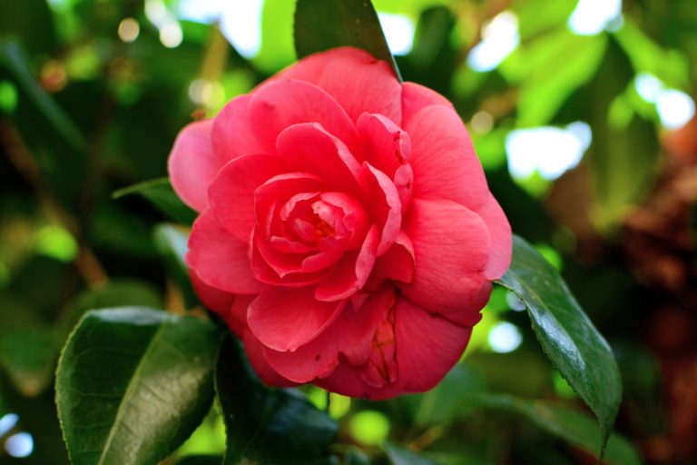 10 Incredibly Rare Flowers You Have Probably Never Seen