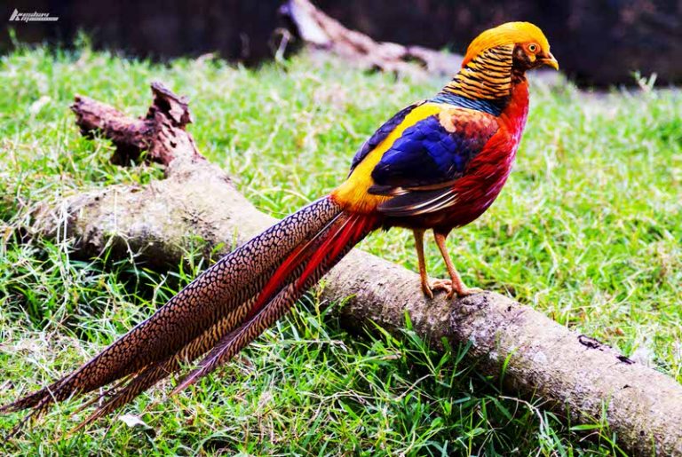 Top 10 Most Colorful Animals In The World - The Mysterious World