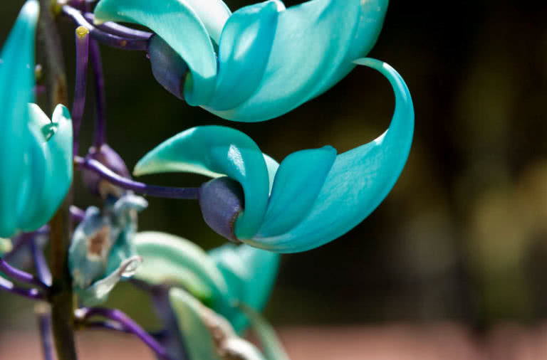 10 Incredibly Rare Flowers You Have Probably Never Seen