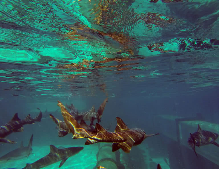 Top 5 Must See Underwater Places In The World - The Mysterious World