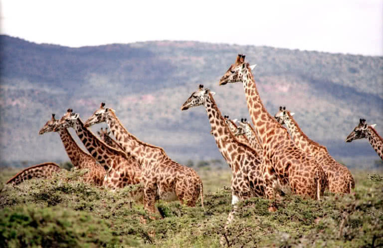 Top 10 Heaviest Animals in the World - The Mysterious World