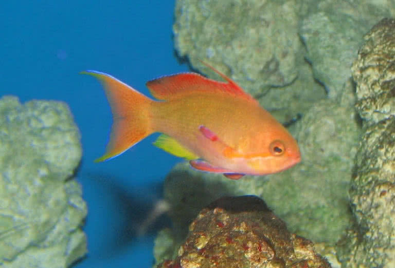 Top 10 Most Beautiful Fishes In The World - The Mysterious World
