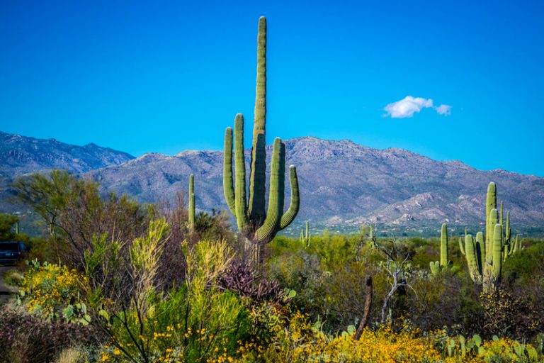 Top 10 Most Mysterious Desert Plants In The World - The Mysterious World