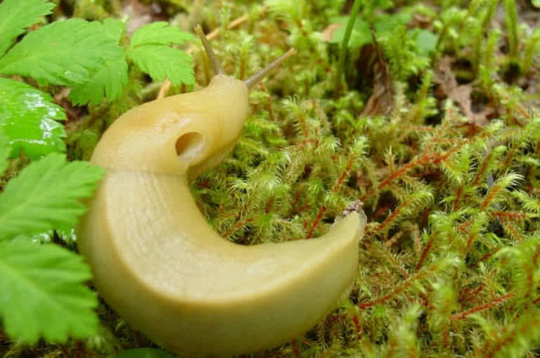 Top 10 Slowest Animals In The World - The Mysterious World