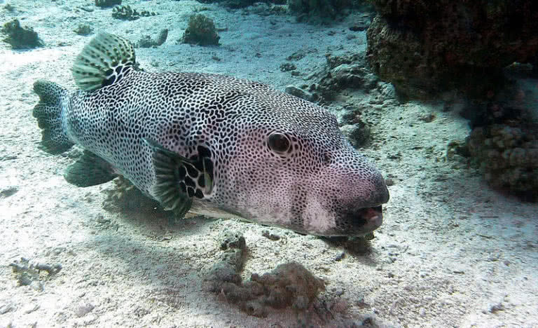 10 Most Poisonous Animals In The World - The Mysterious World