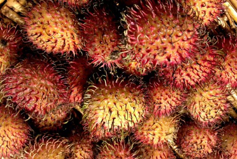 10 Rarest Fruits You Probably Haven't Even Heard Of - The Mysterious World