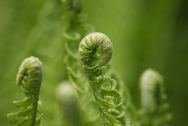 Top 10 lesser known vegetables in the world - The Mysterious World