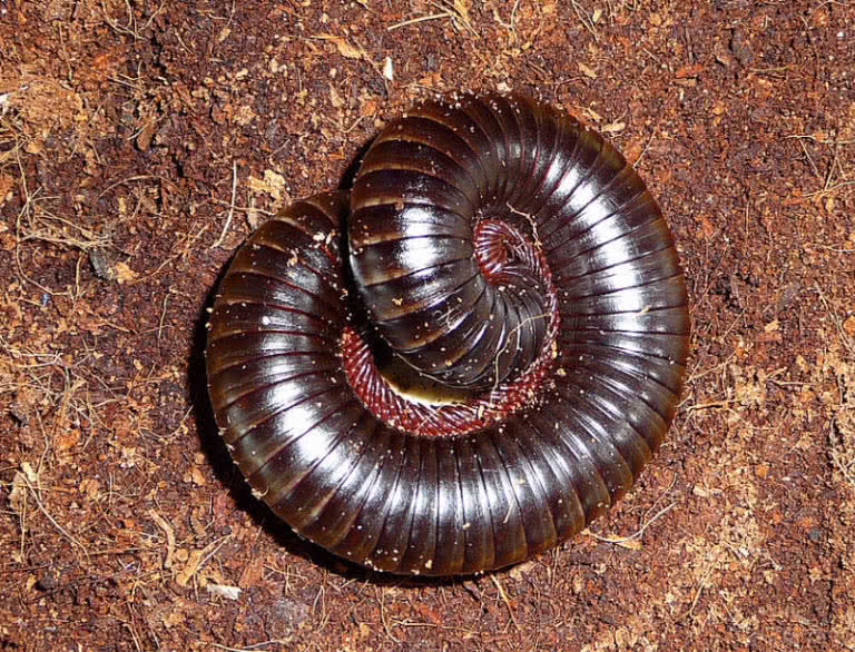 Top 10 scary looking harmless animals in the world - The Mysterious World