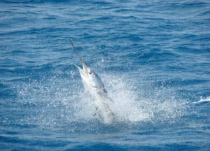 10 Aquatic Animals With Mind Blowing Superpowers - The Mysterious World