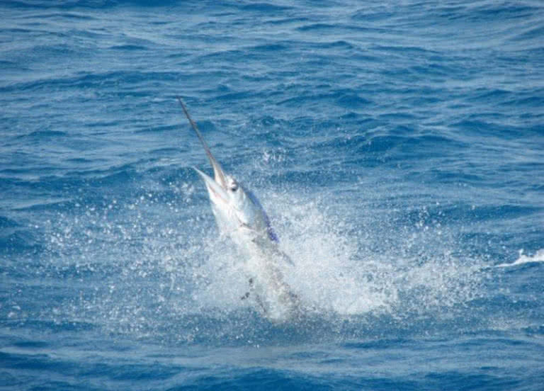 10 Aquatic Animals With Mind Blowing Superpowers - The Mysterious World