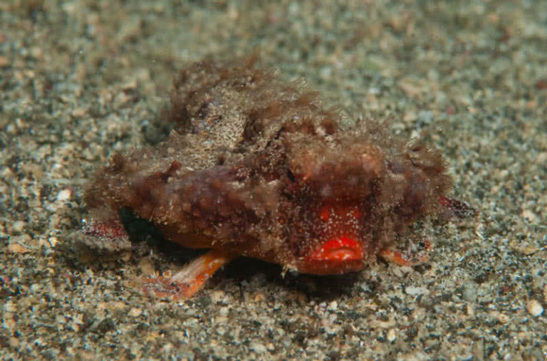 Top 9 Most Strange Looking Animals In The World - The Mysterious World