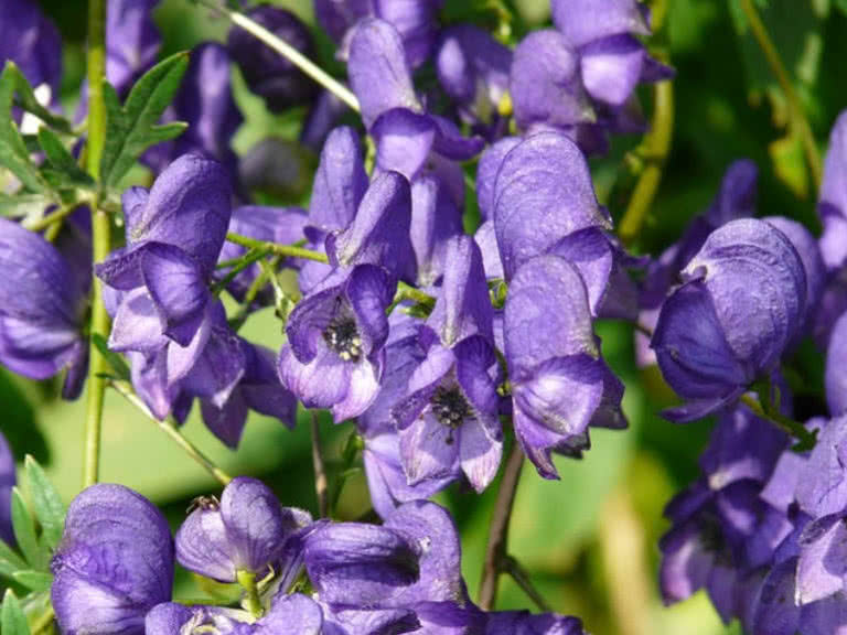 Top 10 Most Deadliest Plants In The World - The Mysterious World