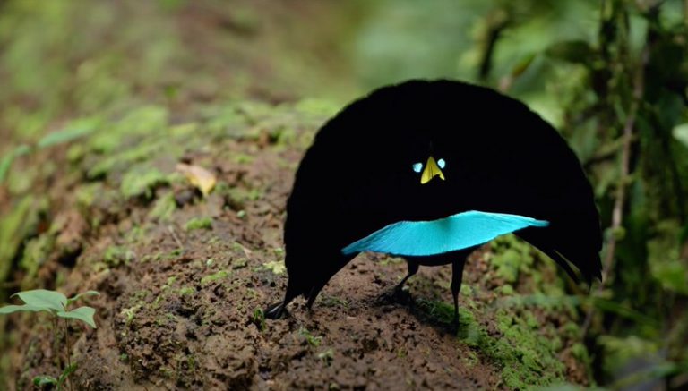 Top 10 Most Strange Looking Birds In The World - The Mysterious World