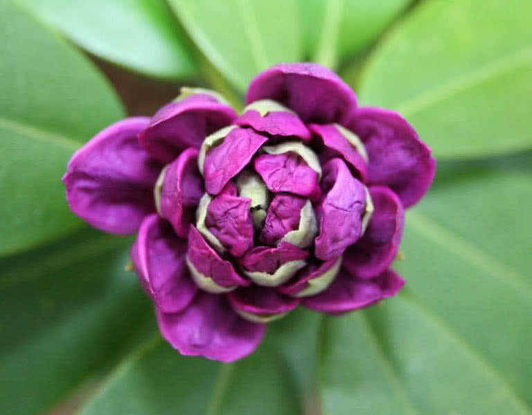 Top 10 Most Deadliest Plants In The World - The Mysterious World