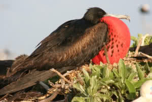 Top 10 Smartest Animal Thieves - The Mysterious World