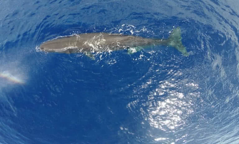 Top 10 Smartest Animal Thieves - The Mysterious World