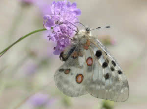 10 Most Unusual And Beautiful Butterflies In The World - The Mysterious ...