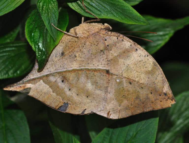 10 Most Unusual And Beautiful Butterflies In The World - The Mysterious ...