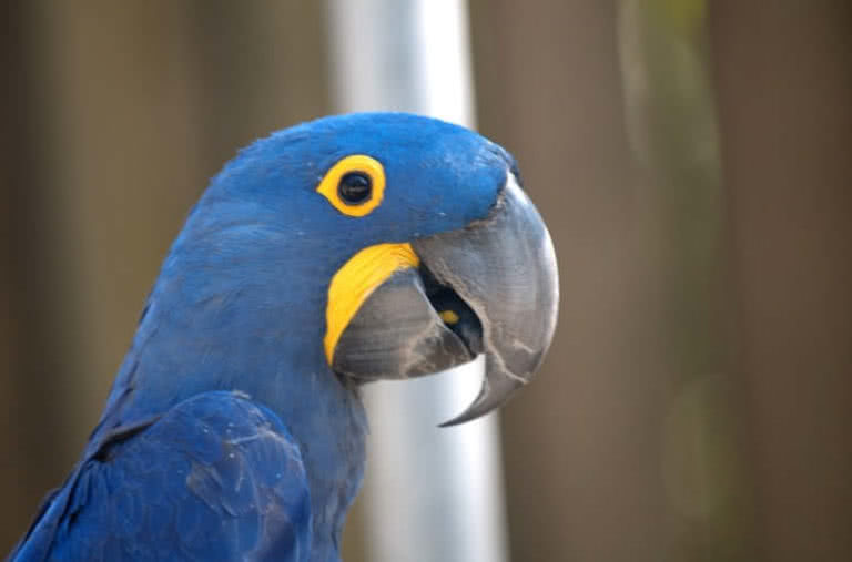 Top 10 Most Beautiful Parrots In The World - The Mysterious World