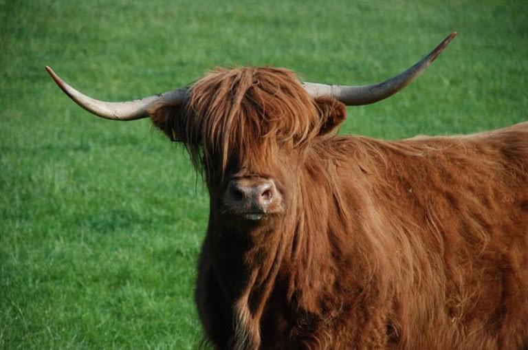 Top 10 Animals With Beautiful Hair - The Mysterious World