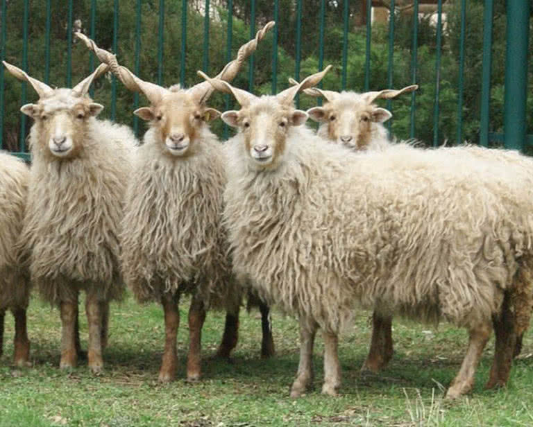 Top 10 Animals With Beautiful Hair - The Mysterious World