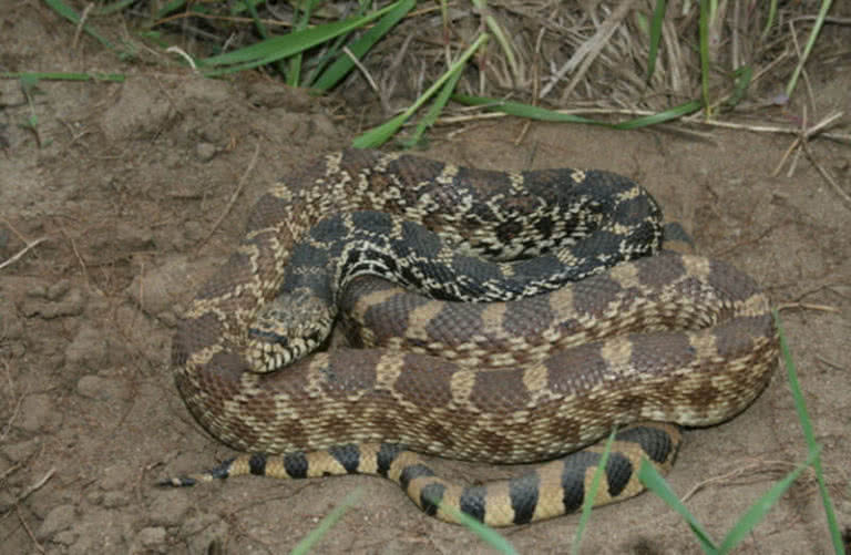 Top 10 Non-Venomous Snakes In The World - The Mysterious World