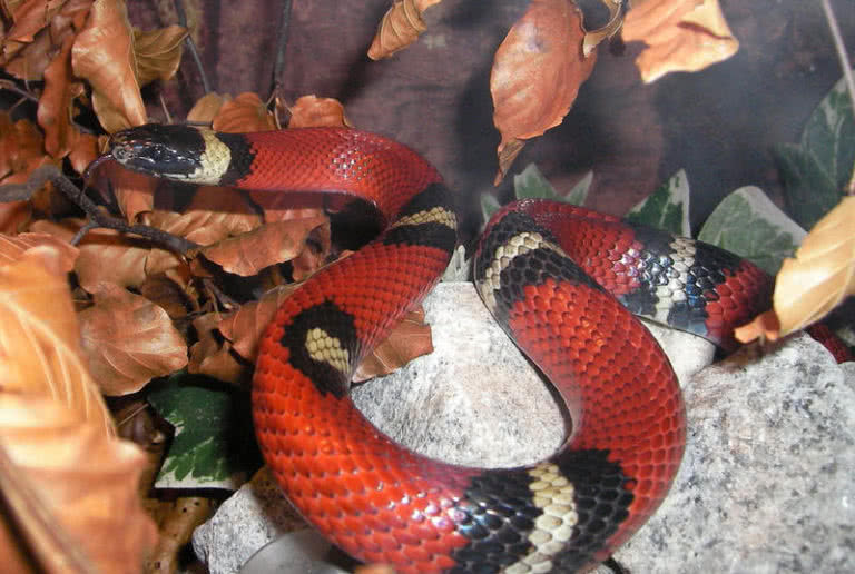 Top 10 Non-Venomous Snakes In The World - The Mysterious World