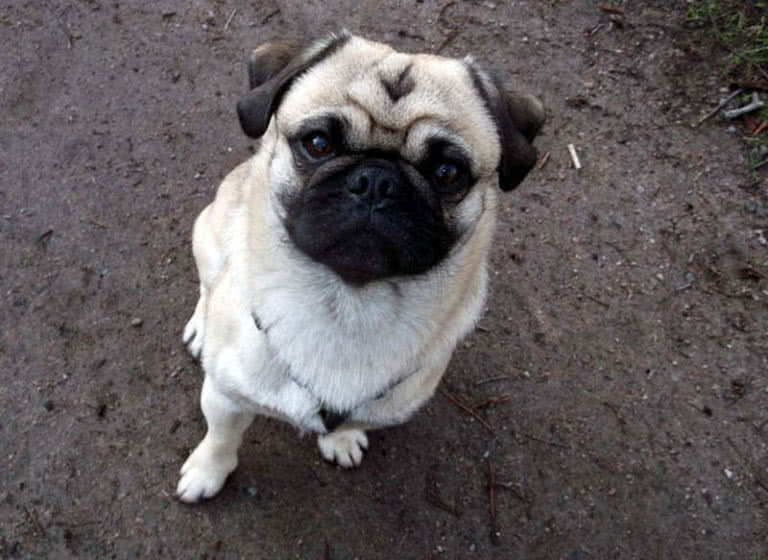 Top 10 Smallest Dog Breeds In The World - The Mysterious World