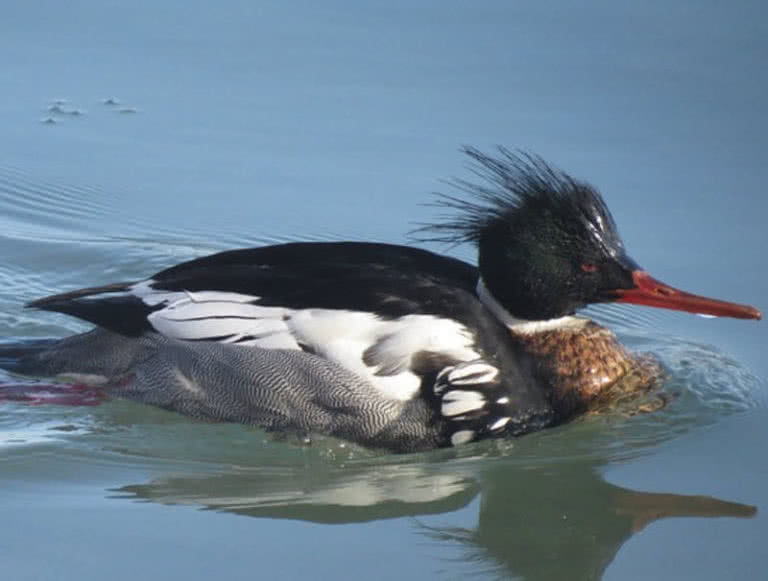 Top 10 Fastest Birds In The World - The Mysterious World