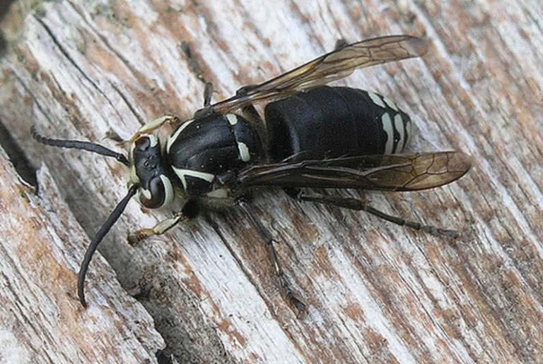 Top 10 Most Painful Insect Stings - The Mysterious World