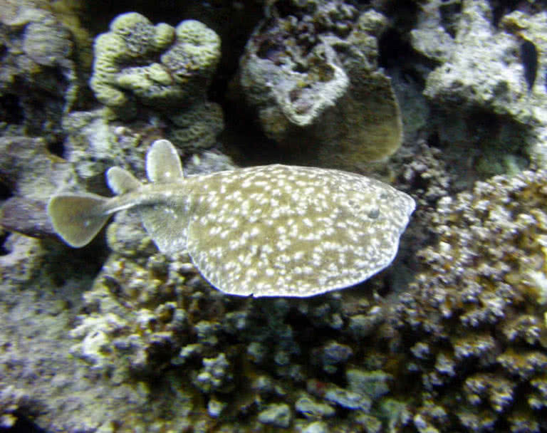 Top 10 Deadliest Fishes In The World - The Mysterious World