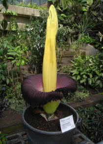 Top 10 Worst Smelling Flowers In The World - The Mysterious World