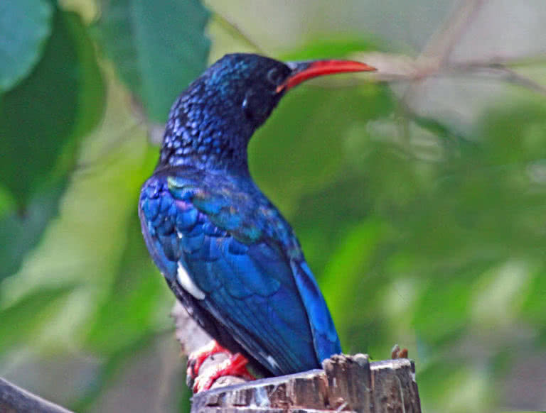 Top 10 Smelliest Animals In The World - The Mysterious World