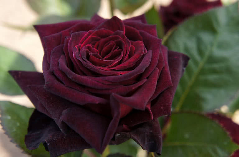 10 Most Beautiful Roses For Your Garden - The Mysterious World