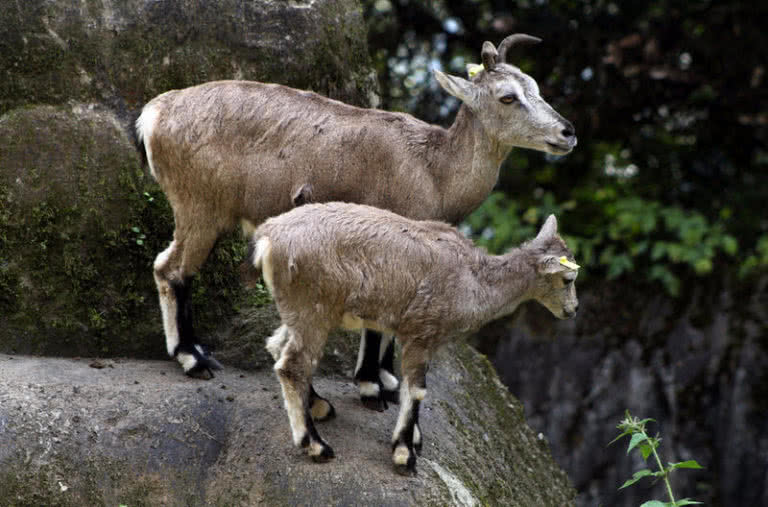 Top 7 Most Amazing Animals Of The Himalayas - The Mysterious World
