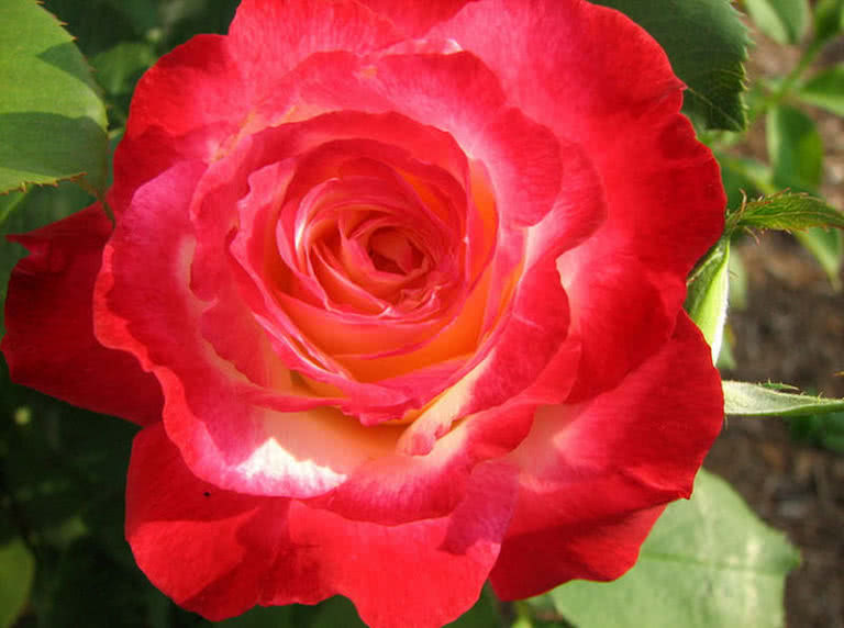 10 Most Beautiful Roses For Your Garden - The Mysterious World