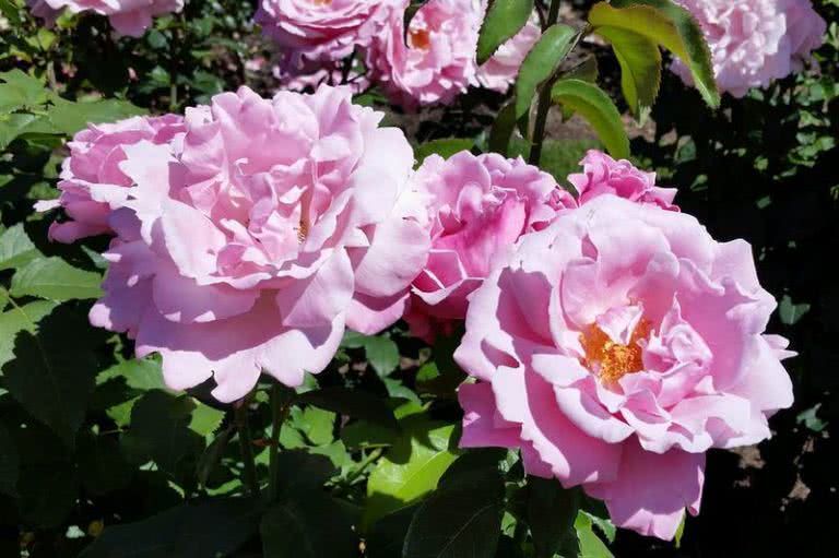 10 Intensely Fragrant Roses To Plant In Your Garden - The Mysterious World