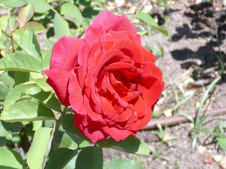 10 Intensely Fragrant Roses To Plant In Your Garden - The Mysterious World