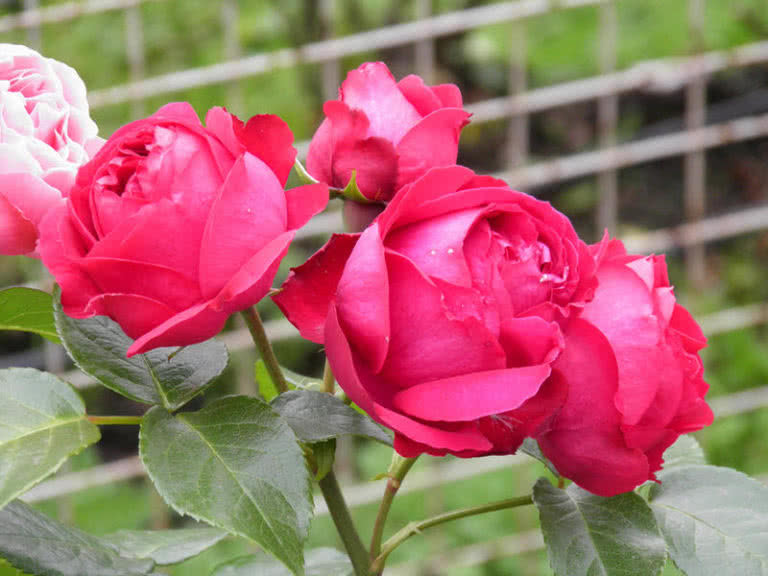 10 Most Beautiful Roses For Your Garden - The Mysterious World
