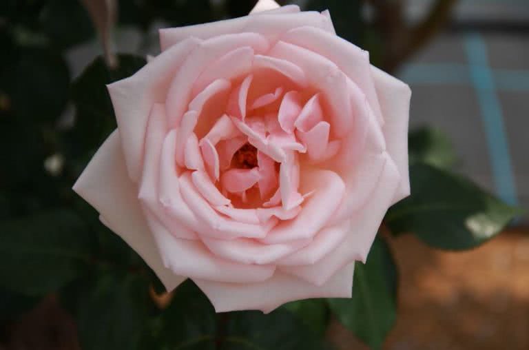 10 Intensely Fragrant Roses To Plant In Your Garden - The Mysterious World