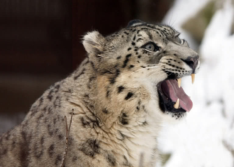 Top 7 Most Amazing Animals Of The Himalayas - The Mysterious World