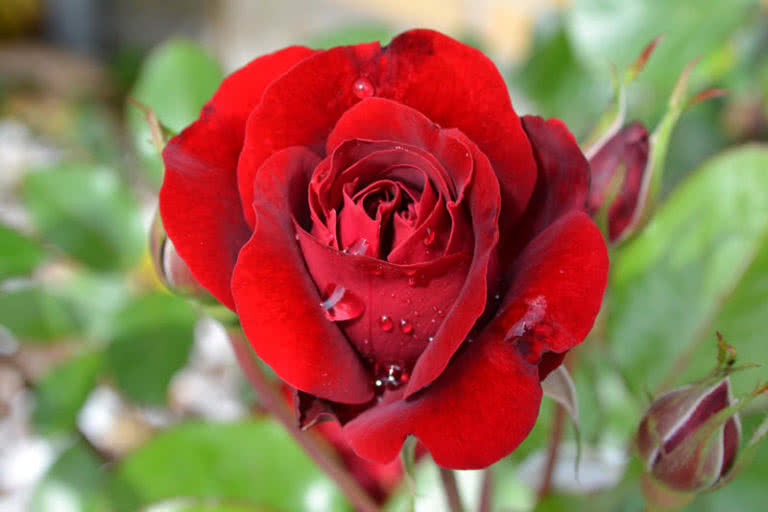 10 Most Beautiful Roses For Your Garden - The Mysterious World