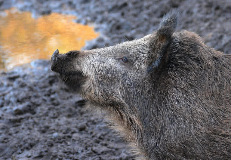 Top 7 Most Amazing Animals Of The Himalayas - The Mysterious World