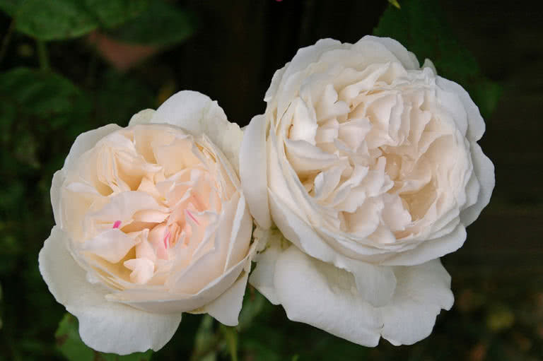 10 Most Beautiful Roses For Your Garden - The Mysterious World