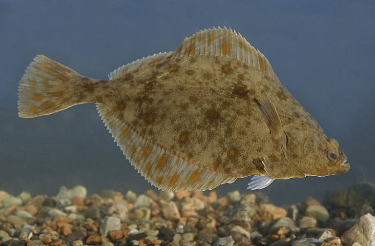 7 Amazing Color-changing Animals In The World. - The Mysterious World