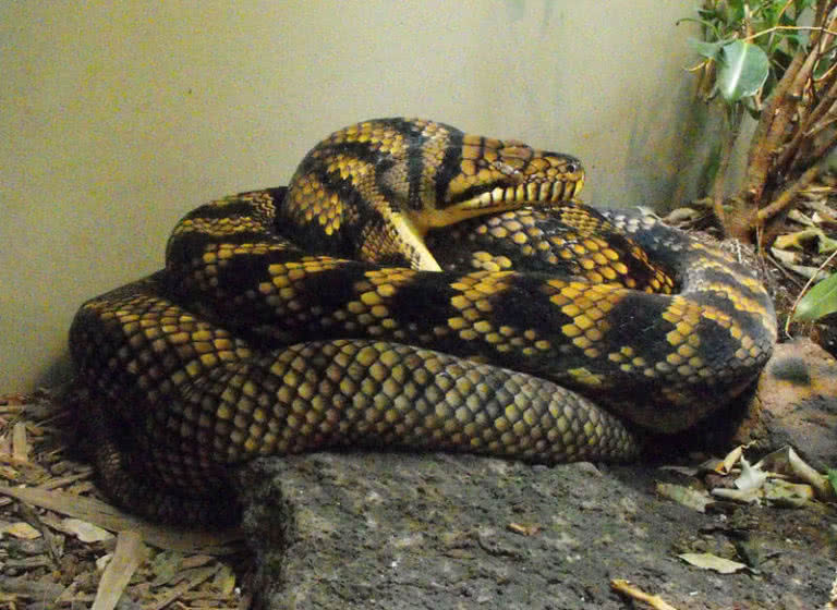 8 Largest Living Snakes In The World - The Mysterious World