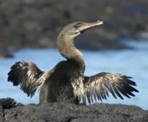 10 Amazing Flightless Birds In The World - The Mysterious World