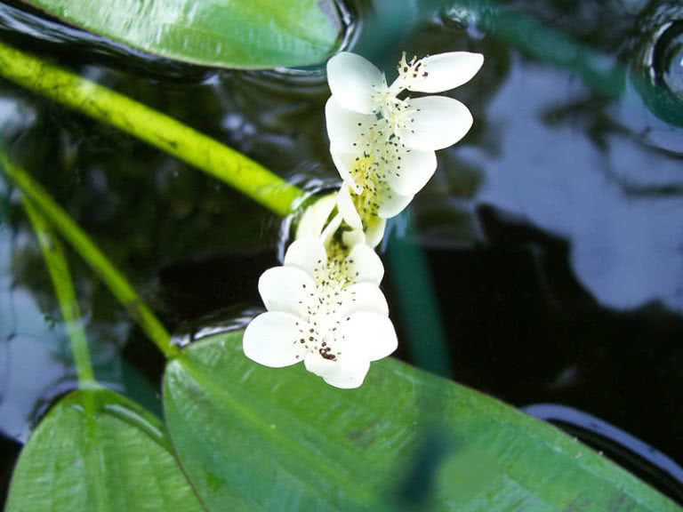 Top 7 Most Beautiful Aquatic Flowers In The World - The Mysterious World
