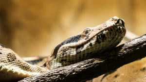 8 Largest Living Snakes In The World - The Mysterious World