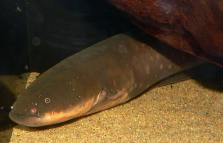 8 Most Dangerous Amazon Rainforest Animals - The Mysterious World